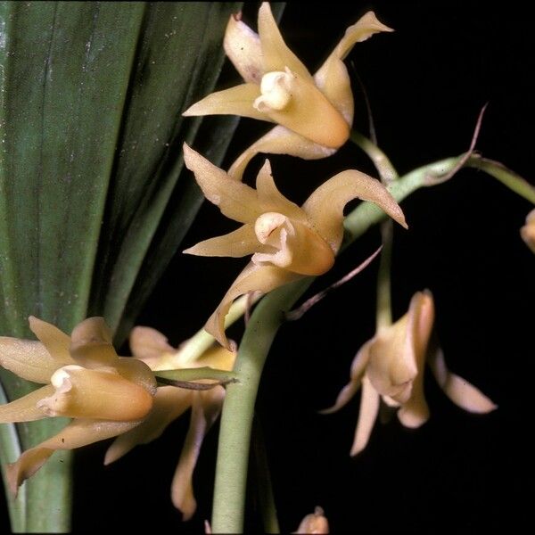 Xylobium Foveatum Care Guide: Water, Soil & Propagation - Plantiary