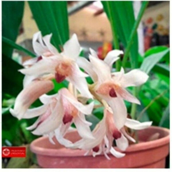 Xylobium Variegatum Plant Care & How to Grow, Water