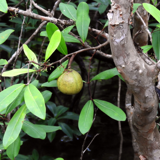 Cedar Mangrove (Xylocarpus Moluccensis) Plant Care & How to Grow, Water