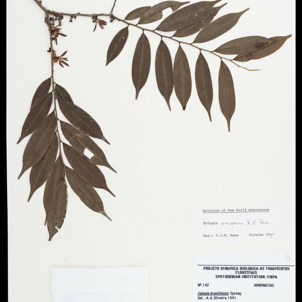 Xylopia Amazonica Plant Care & How to Grow, Water