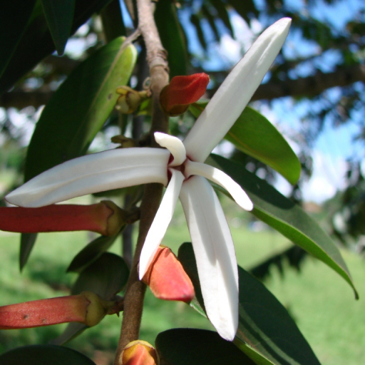 African Pepper (Xylopia Aromatica) Plant Care & How to Grow, Water