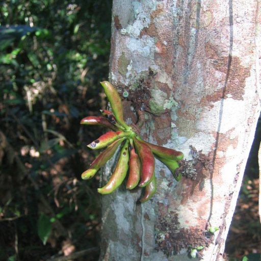 Xylopia Benthamii Plant Care & How to Grow, Water
