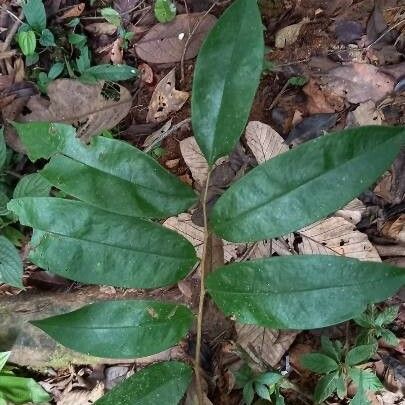 Xylopia Bocatorena Plant Care & How to Grow, Water