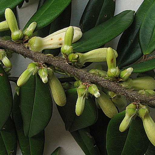 Pimientillo (Xylopia Frutescens) Plant Care & How to Grow, Water