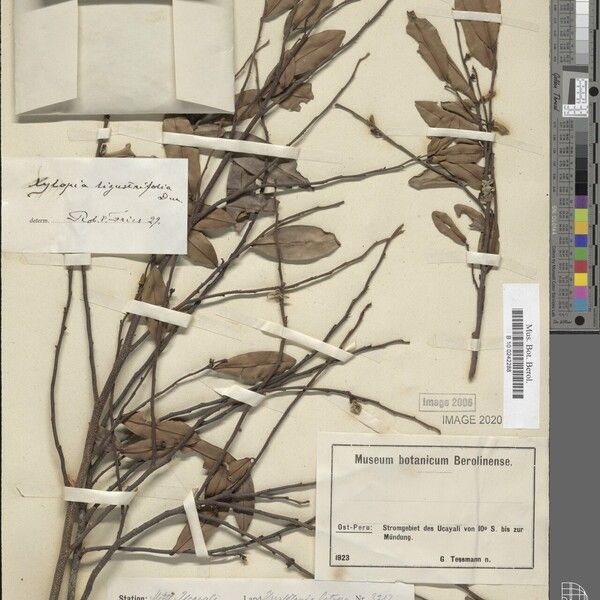 Xylopia Ligustrifolia Plant Care & How to Grow, Water