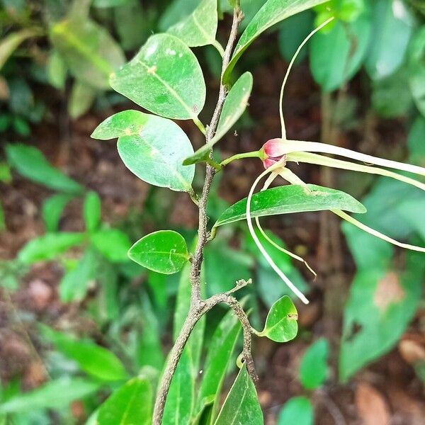 Bush Bitterwood (Xylopia Longipetala) Plant Care & How to Grow, Water