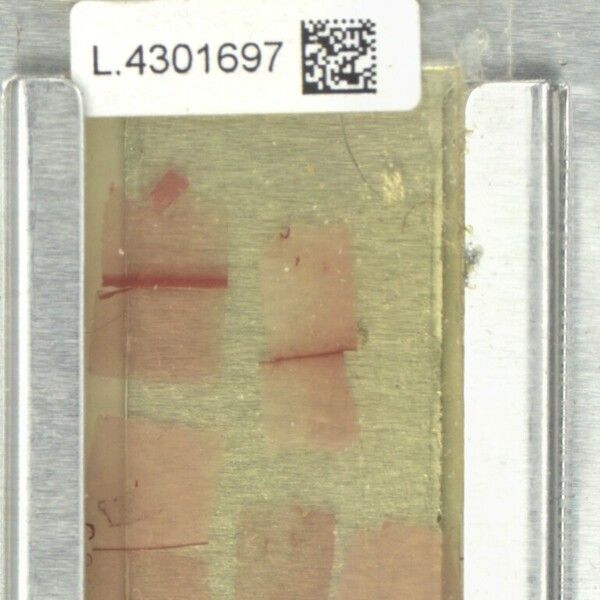 Xylopia Malayana Plant Care & How to Grow, Water