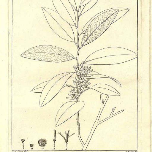 Lime Prickly Ash (Xylopia Nitida) Plant Care & How to Grow, Water