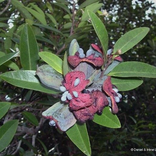 Xylopia Pancheri Plant Care & How to Grow, Water