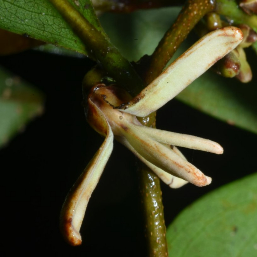 Xylopia Quintasii Plant Care & How to Grow, Water