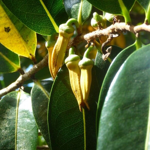 Xylopia Richardii Plant Care & How to Grow, Water