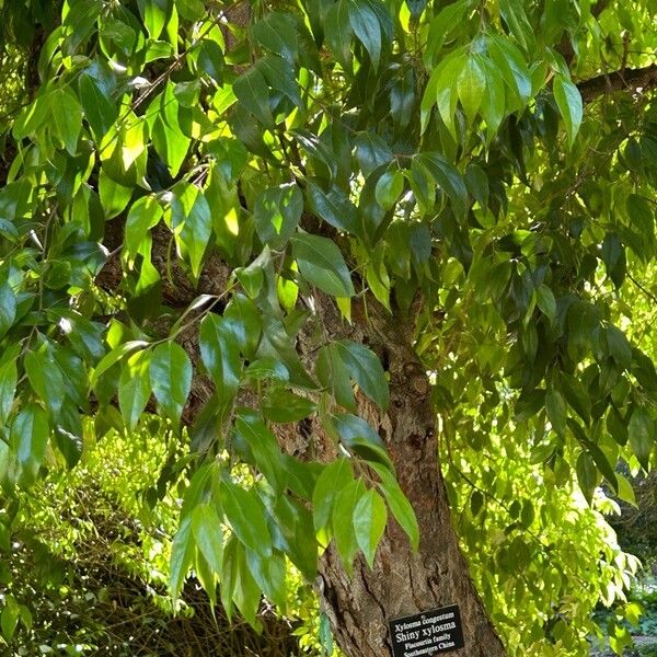 Shiny Xylosma (Xylosma Congesta) Plant Care & How to Grow, Water