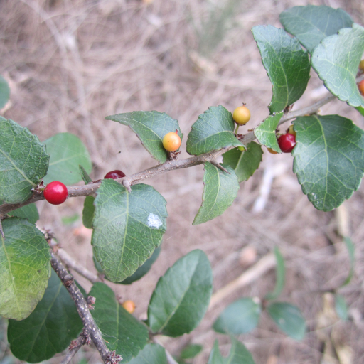 Brush Holly (Xylosma Flexuosa) Plant Care & How to Grow, Water