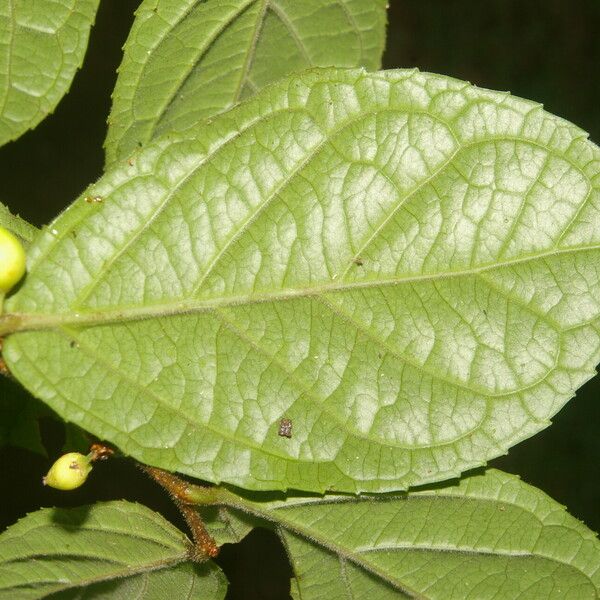 Xylosma Hispidula Care Guide: Water, Soil & Propagation - Plantiary