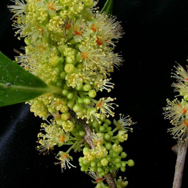 Xylosma Longifolia Plant Care & How to Grow, Water