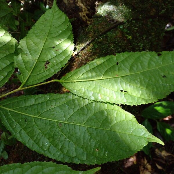 Xylosma Oligandra Plant Care & How to Grow, Water