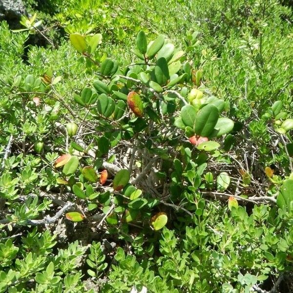 Xylosma Orbiculata Care Guide: Water, Soil & Propagation - Plantiary
