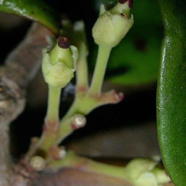 Xylosma Peltata Care Guide: Water, Soil & Propagation - Plantiary