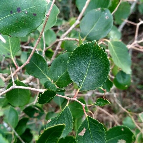 Xylosma Venosa Plant Care & How to Grow, Water