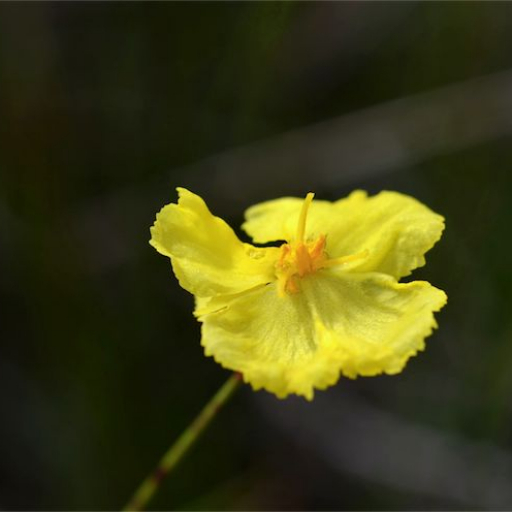 Slender Yellow-Eye (Xyris Gracilis) Plant Care & How to Grow, Water