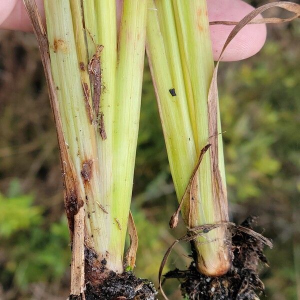 Richard's Yellow-Eyed-Grass (Xyris Jupicai) Plant Care & How to Grow, Water