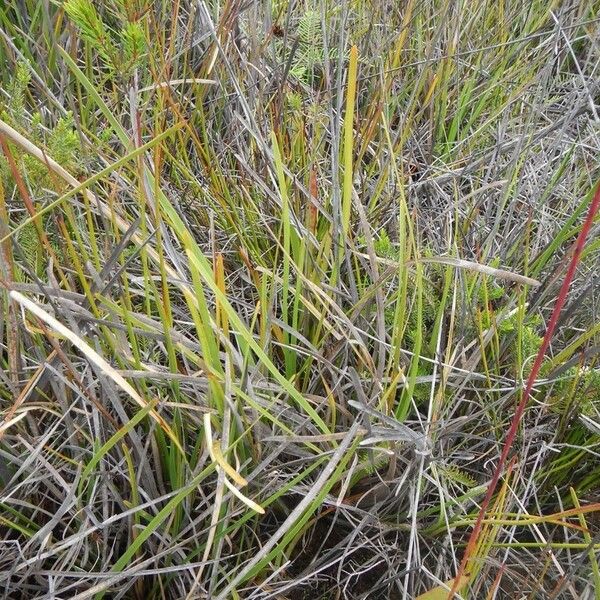 Xyris Neocaledonica Plant Care & How to Grow, Water