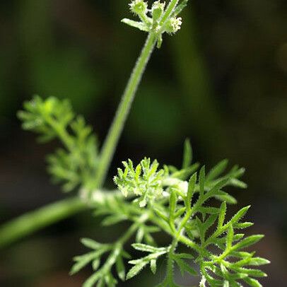 California-Hedge-Parsley (Yabea Microcarpa) Plant Care & How to Grow, Water