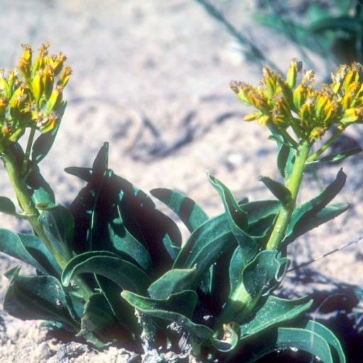Desert Yellowhead (Yermo Xanthocephalus) Plant Care & How to Grow, Water