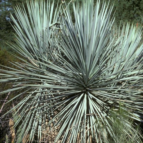 Yucca × Andreana Plant Care & How to Grow, Water