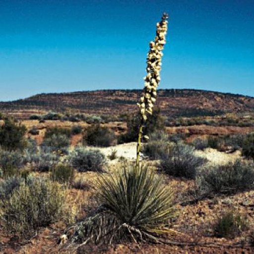 Narrowleaf Yucca (Yucca Angustissima) Plant Care & How to Grow, Water