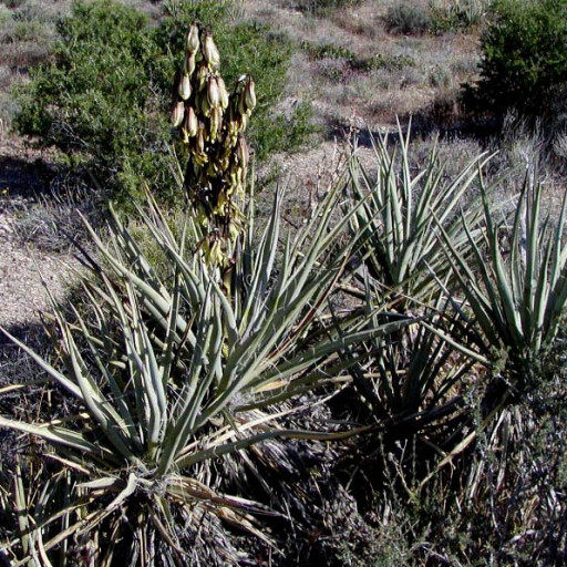 Banana Yucca (Yucca Baccata) Plant Care & How to Grow, Water
