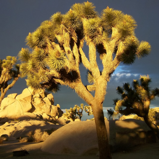 Joshua Tree (Yucca Brevifolia) Plant Care & How to Grow, Water