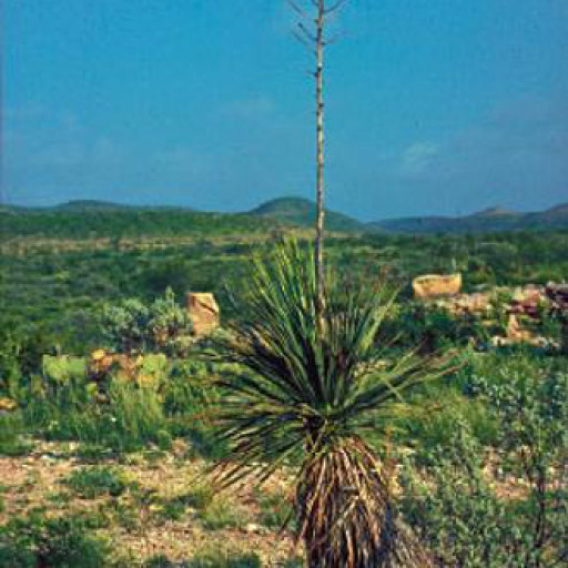 Buckley's Yucca (Yucca Constricta) Plant Care & How to Grow, Water