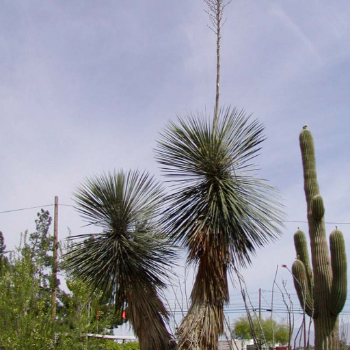 Soaptree Yucca (Yucca Elata) Plant Care & How to Grow, Water