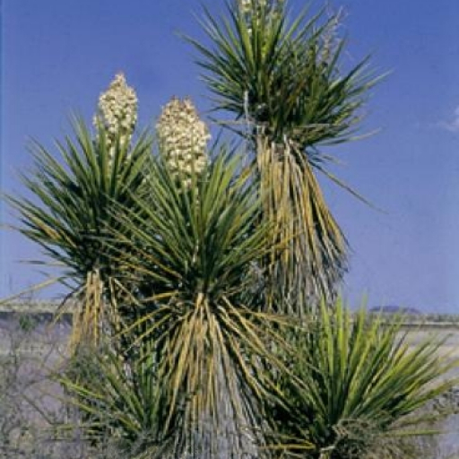 Eve's Needle (Yucca Faxoniana) Plant Care & How to Grow, Water