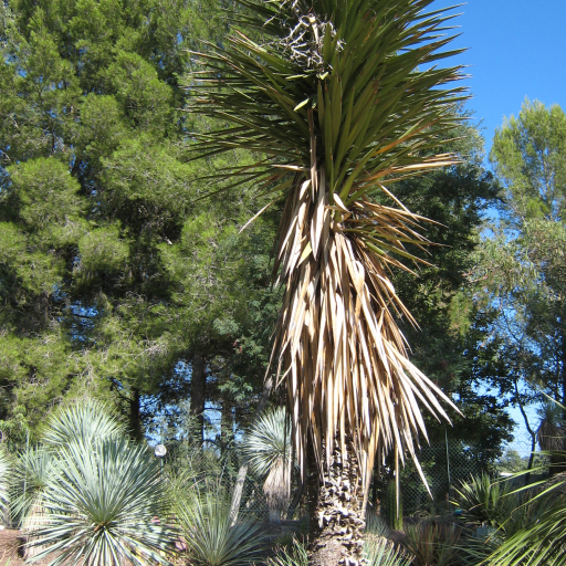 St. Peter's Palm (Yucca Filifera) Plant Care & How to Grow, Water