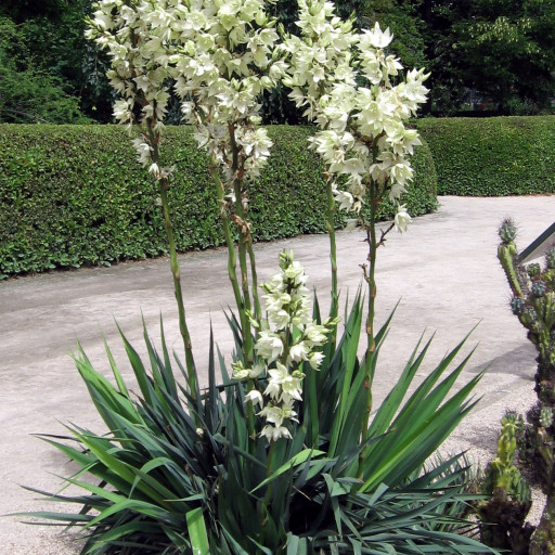 Weak-leaf Yucca (Yucca Flaccida) Plant Care & How to Grow, Water