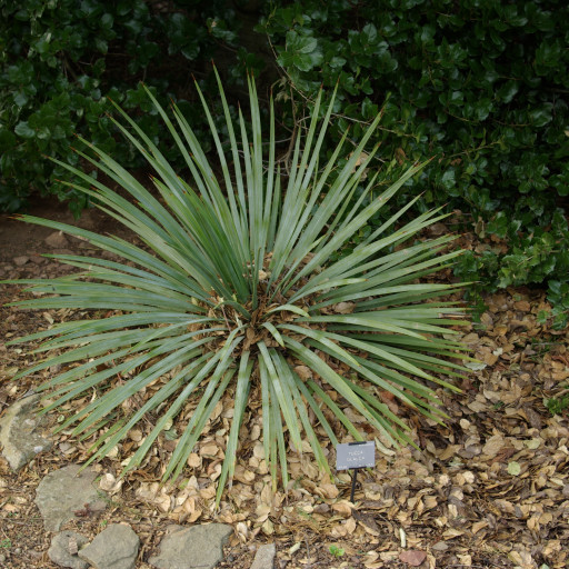 Small Soapweed (Yucca Glauca) Plant Care & How to Grow, Water