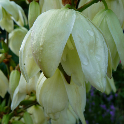 Spanish Dagger (Yucca Gloriosa) Plant Care & How to Grow, Water