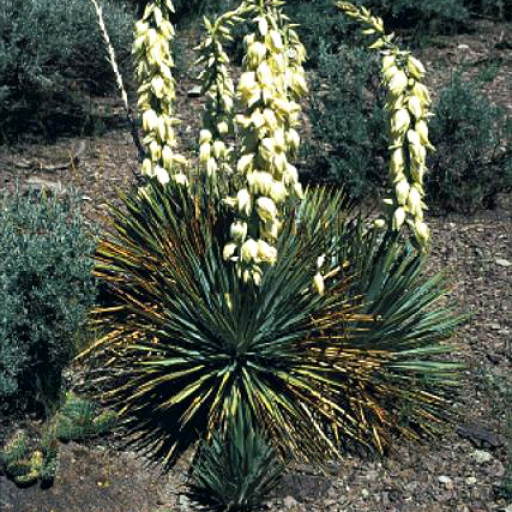 Spanish Bayonet (Yucca Harrimaniae) Plant Care & How to Grow, Water