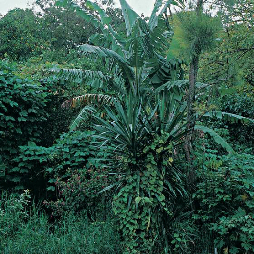 Tropical Yucca (Yucca Lacandonica) Plant Care & How to Grow, Water