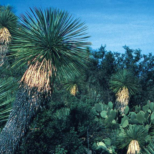 Yucca Linearifolia Plant Care & How to Grow, Water