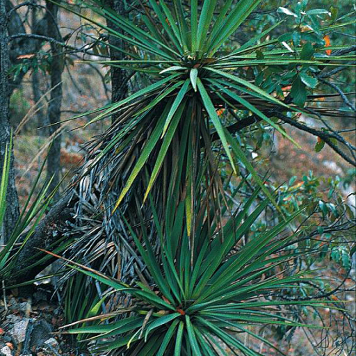 Yucca (Yucca Madrensis) Plant Care & How to Grow, Water