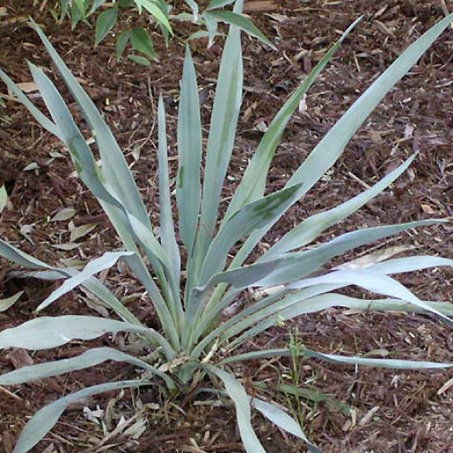 Twistleaf Yucca (Yucca Pallida) Plant Care & How to Grow, Water
