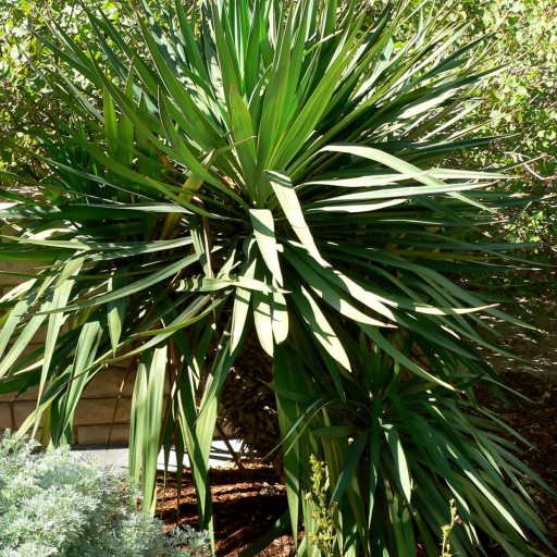 Curve-Leaf Yucca (Yucca Recurvifolia) Plant Care & How to Grow, Water