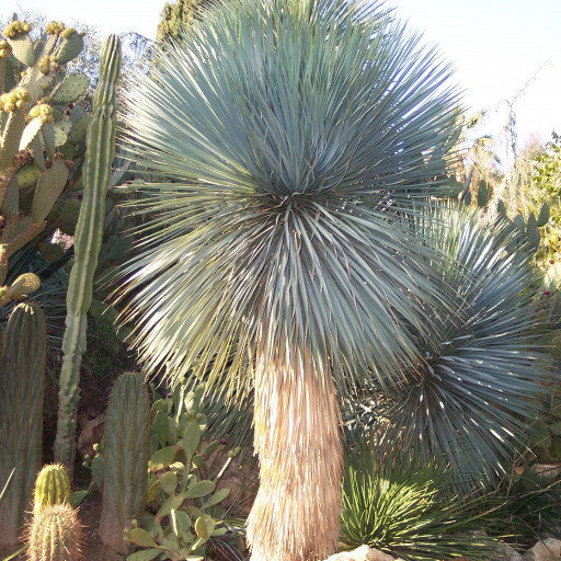 Big Bend Yucca (Yucca Rostrata) Plant Care & How to Grow, Water