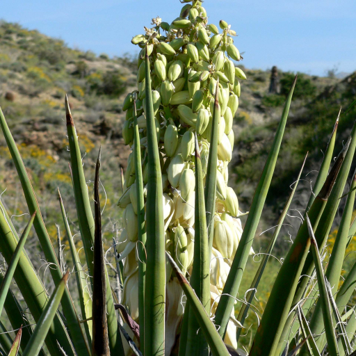 Mohave Yucca (Yucca Schidigera) Plant Care & How to Grow, Water