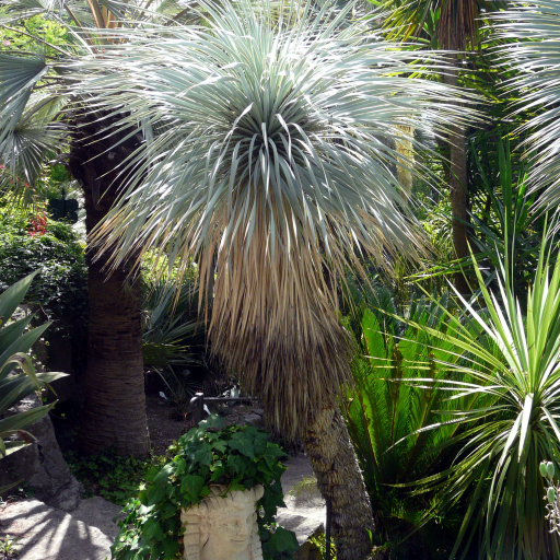 Thompson Yucca (Yucca Thompsoniana) Plant Care & How to Grow, Water