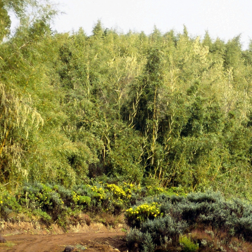 Yushania Alpina Care Guide: Water, Soil & Propagation - Plantiary