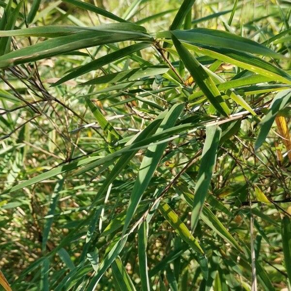 Indian Fountain-Bamboo (Yushania Anceps) Care Guide: Water, Soil ...